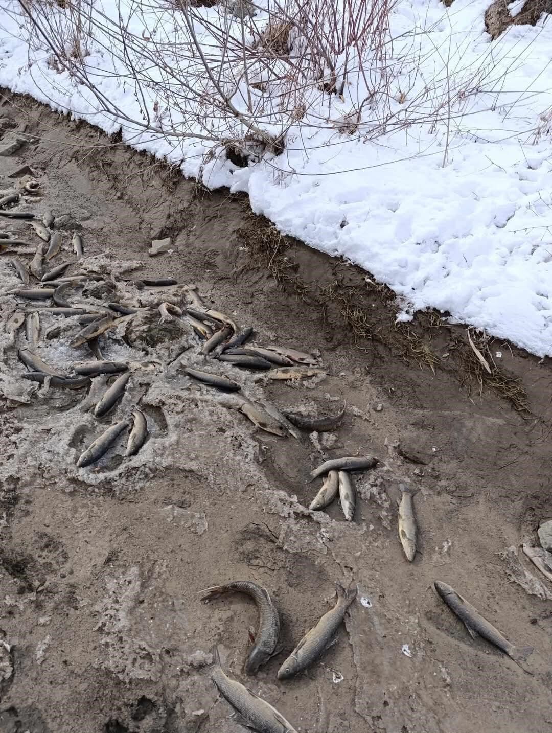 Kağızman’da binlerce balık telef oldu - "Sonses TV - Son Dakika ...